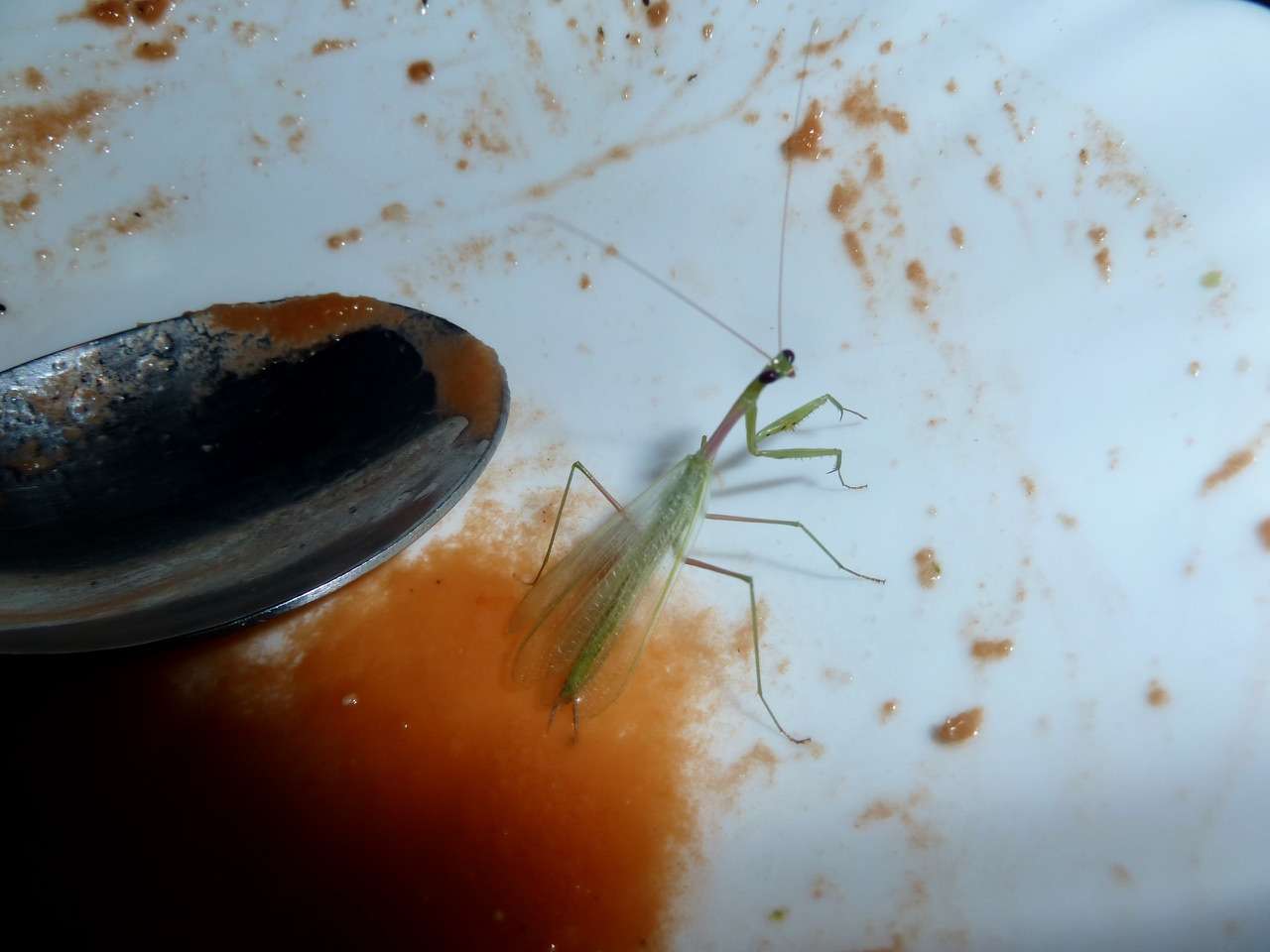 Waiter, There’s A Praying Mantis In My Soup – The Hungry Travellers